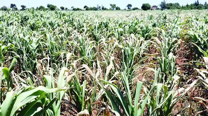 Zimbabwe remains the most reliable buyer of South African maize