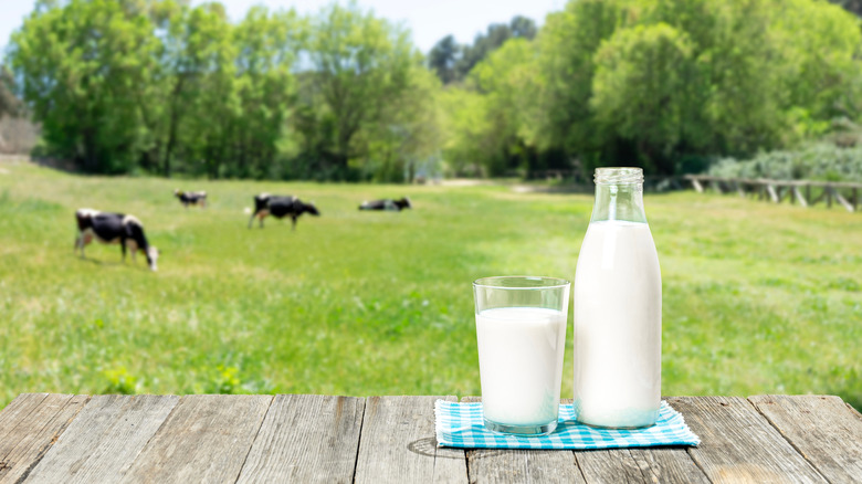 25 alternatives to cow's milk (and how to use them)