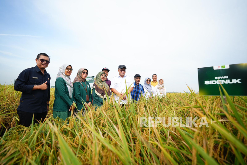 Peran teknologi nuklir dalam panen perdana padi unggul di Subang