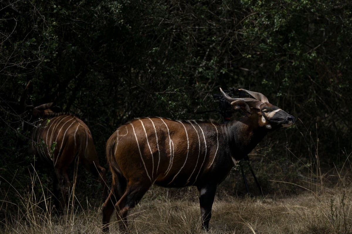Critically endangered bongos return to Kenya after years in Czech zoo