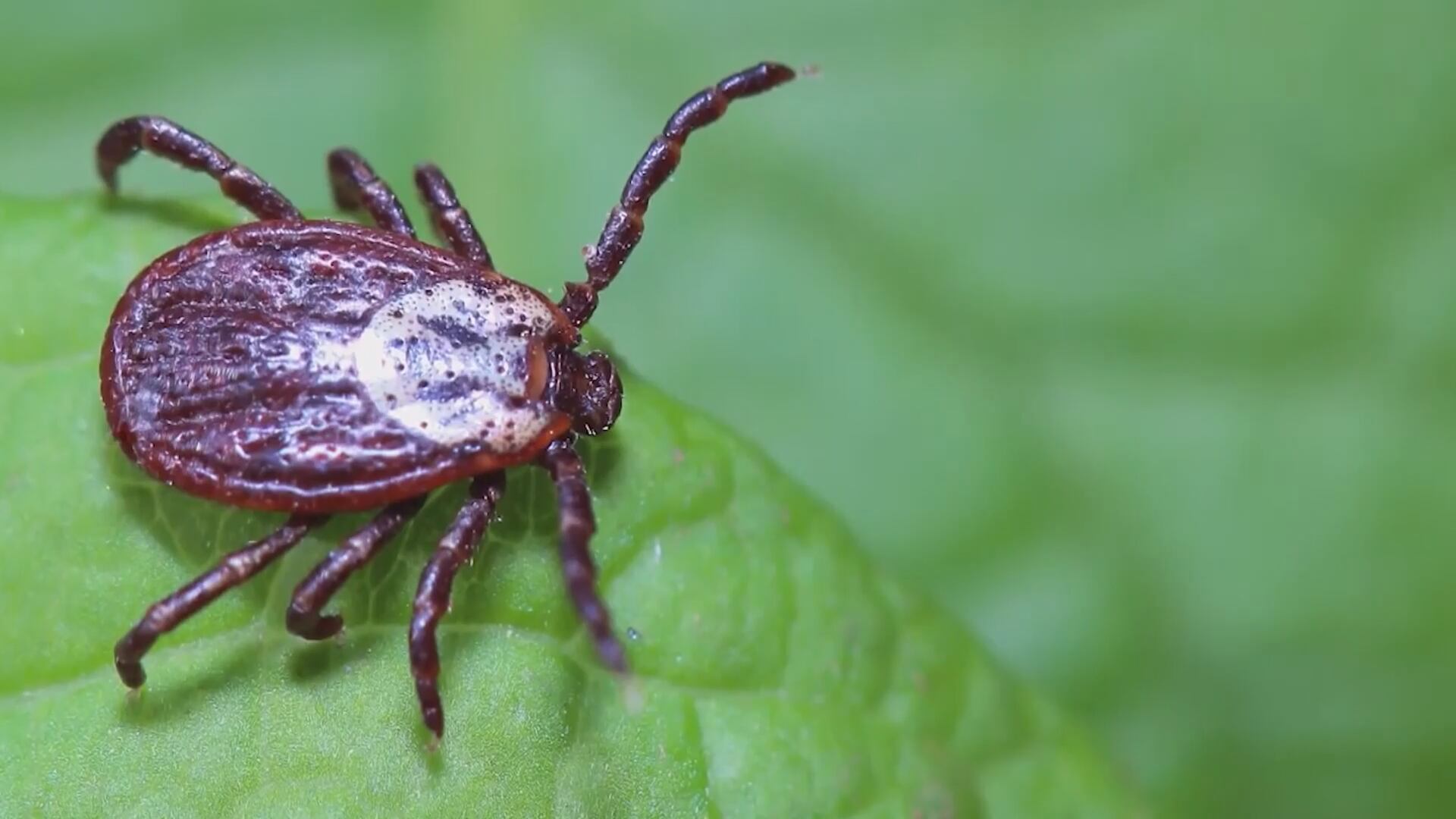 CDC warns of spike in tick bites as ER visits rise nationwide