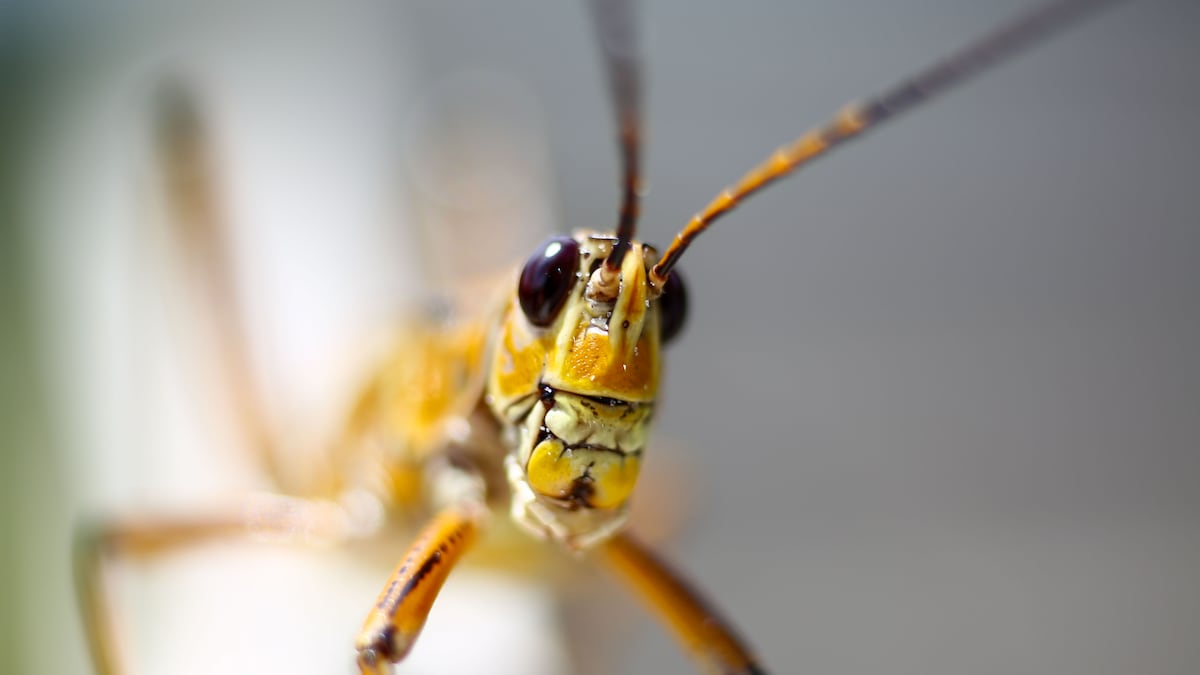 Giant grasshoppers? Tampa Bay Times readers have fun with how to corral ...