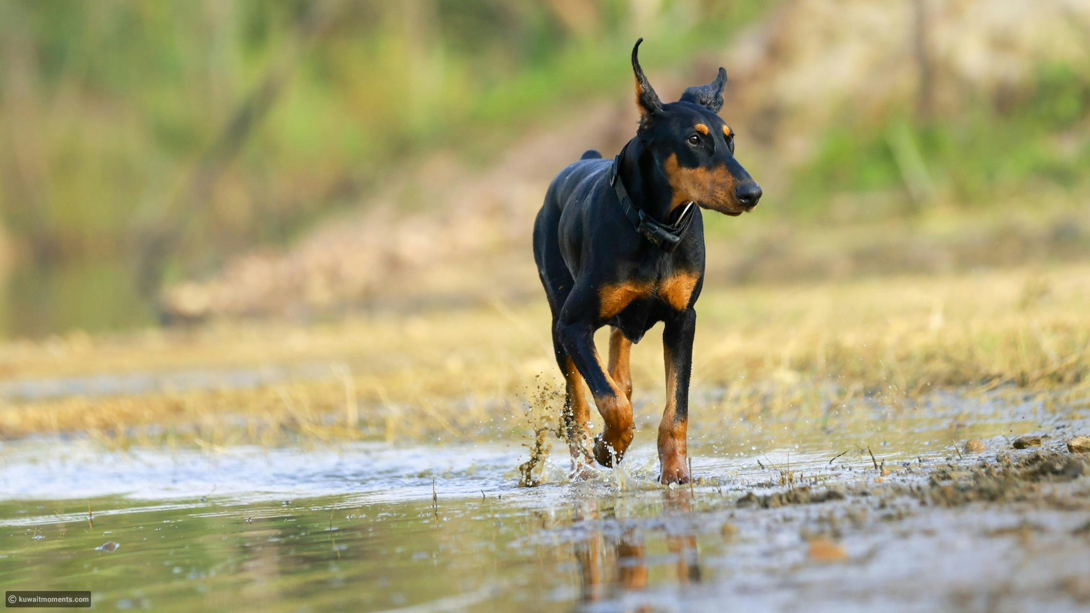 10 dog breeds that need to sleep near you to feel safe