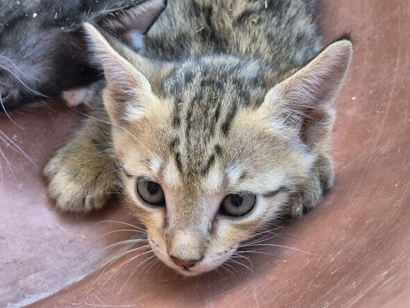 'I'm a vet and pets always fake illness and injuries for adorable reason'