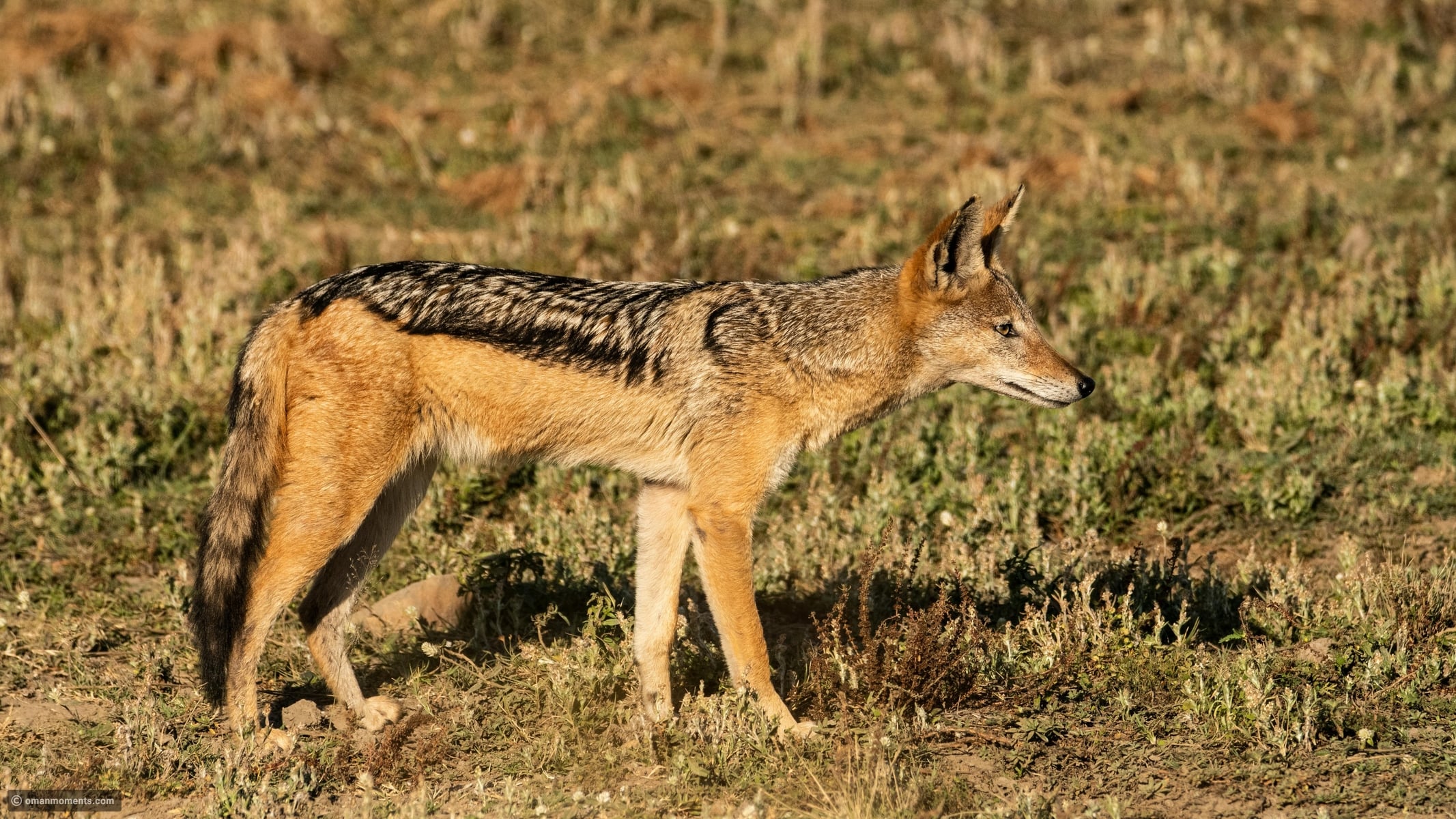 The most powerful wolf subspecies still dominating the wild today