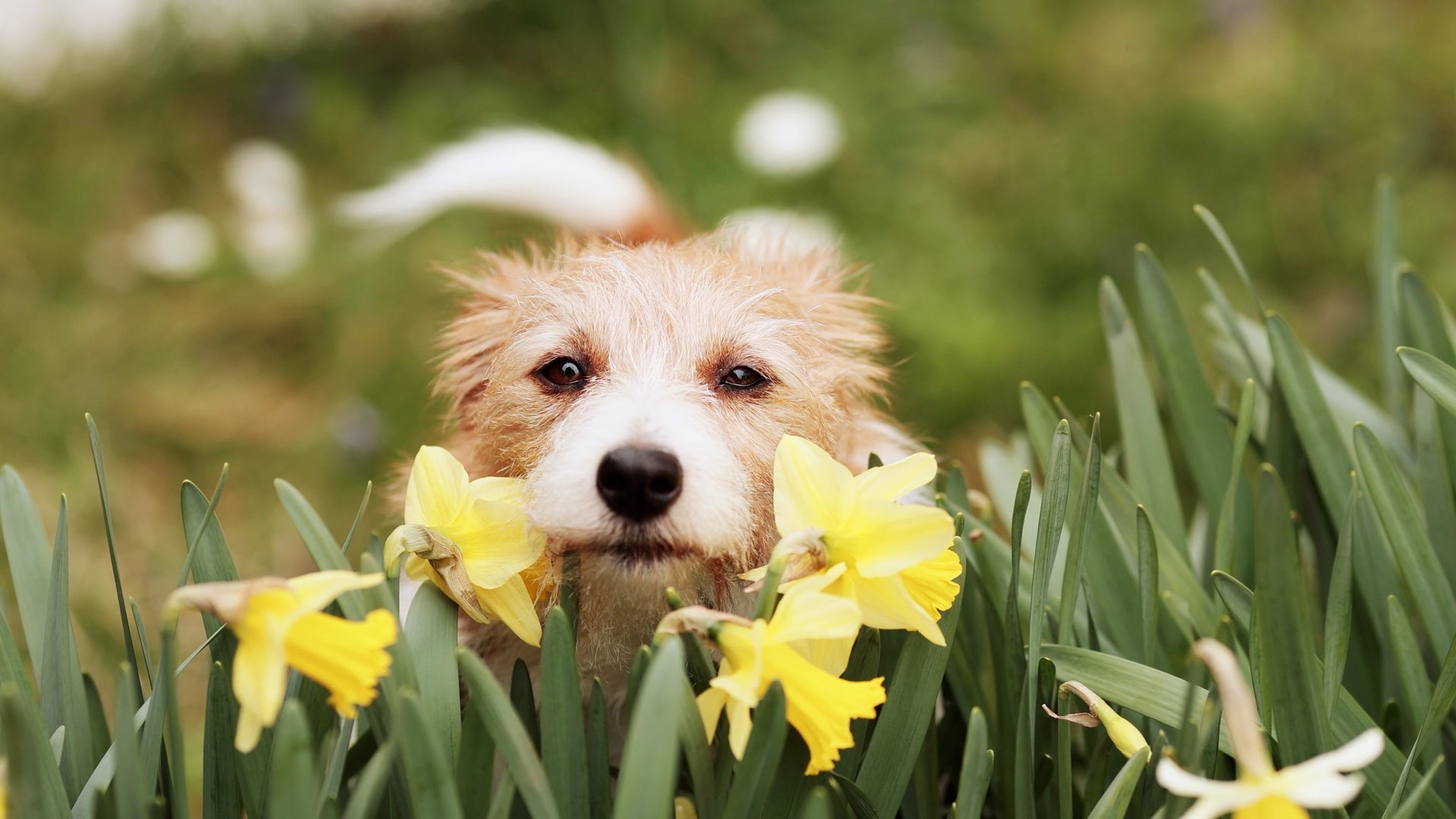 These pretty spring flowers could be deadly for your pet