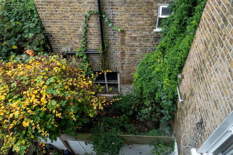 The dilapidated £4,000,000 Chelsea mansion overrun by Japanese knotweed ...