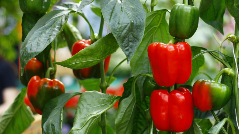 Most of the world's bell peppers come from this country