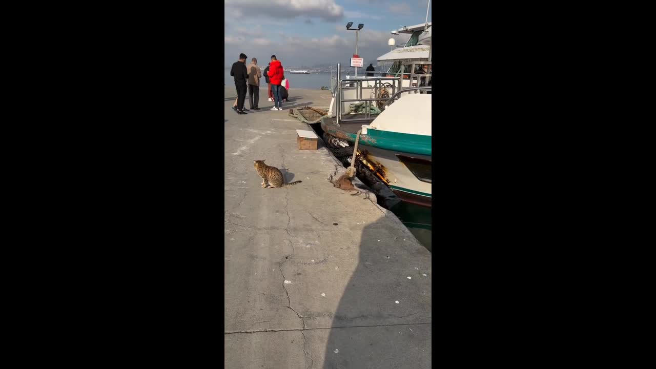 Crow pecks cat’s tail during standoff in Istanbul, Turkey