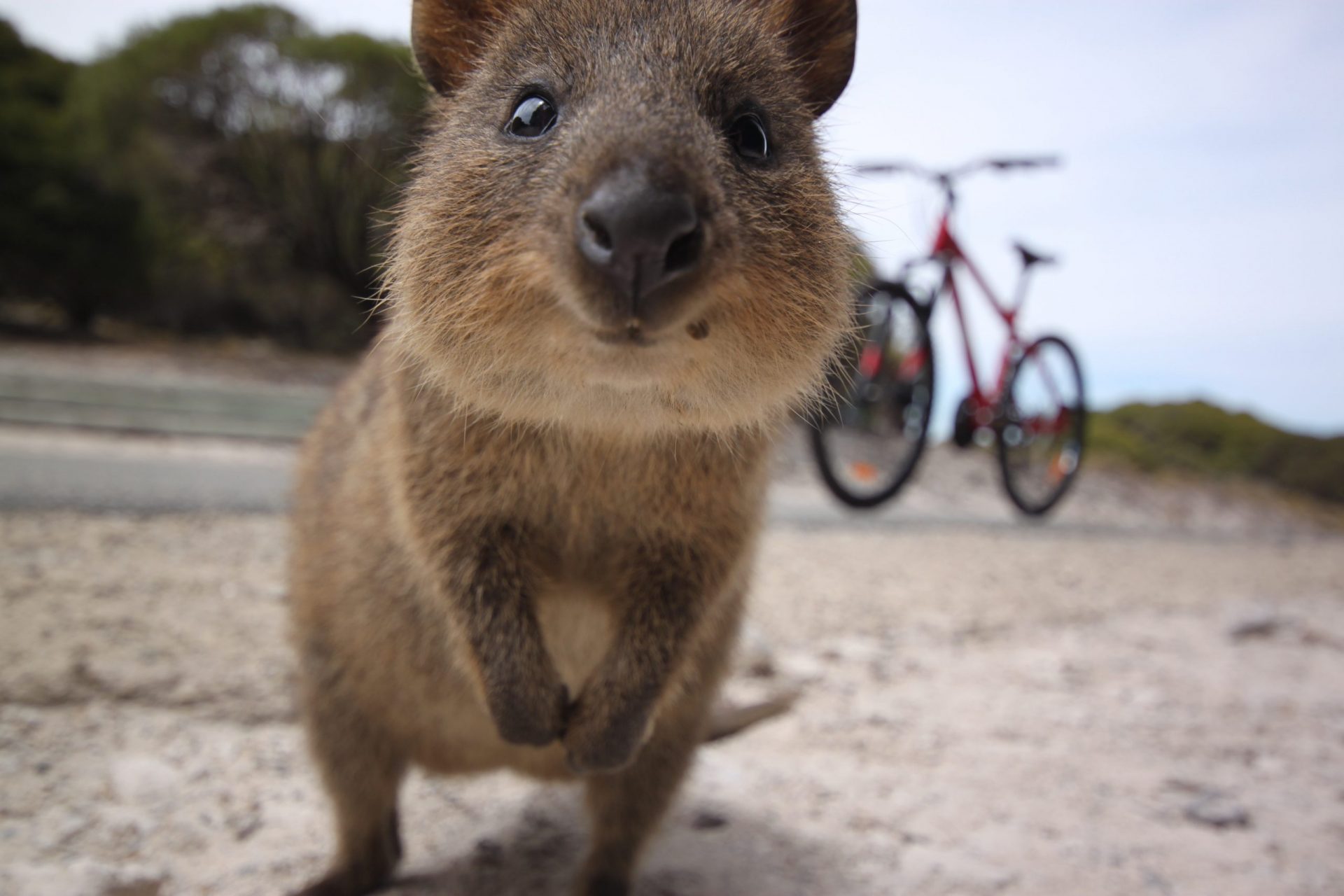 Meet the weird animals that live in Australia