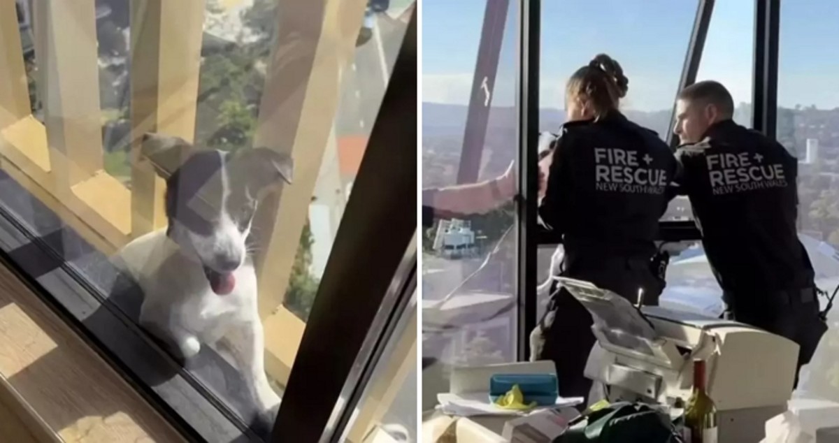 13층 아파트 외벽 틈새에 낀 강아지, 드론으로 찾았다... 소방관은 로프 타고 구조