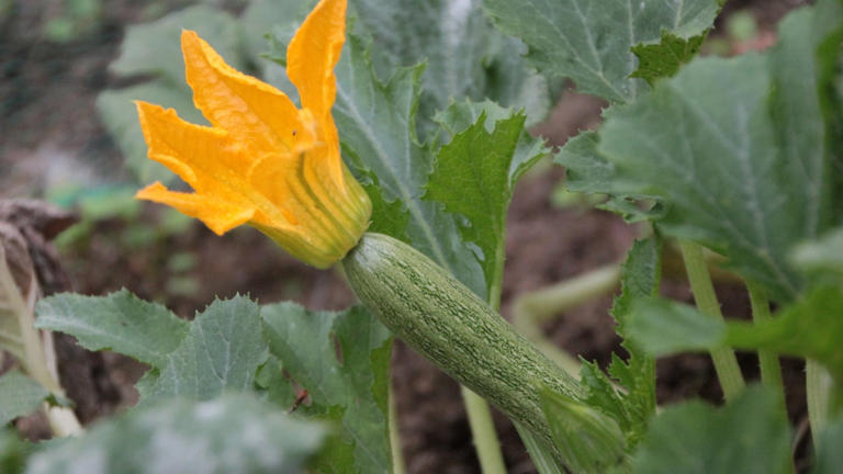 9 Pflanzen, die sich im Beet besonders gut mit Zucchini vertragen