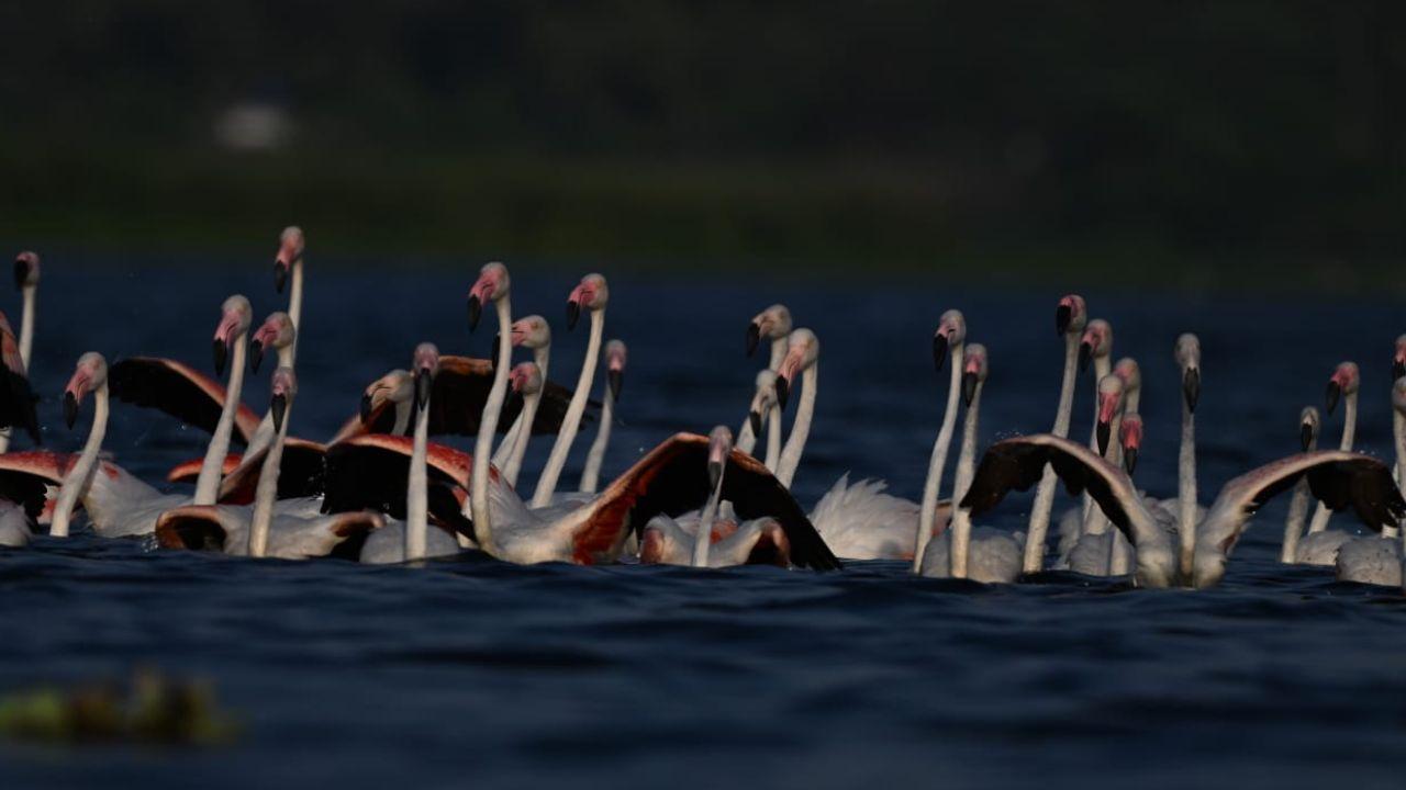In photos Nashik sanctuary turns pink as rare flamingos arrive in April ...