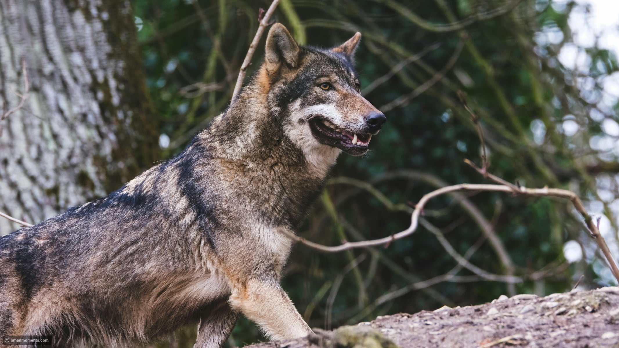 The most powerful wolf subspecies still dominating the wild today