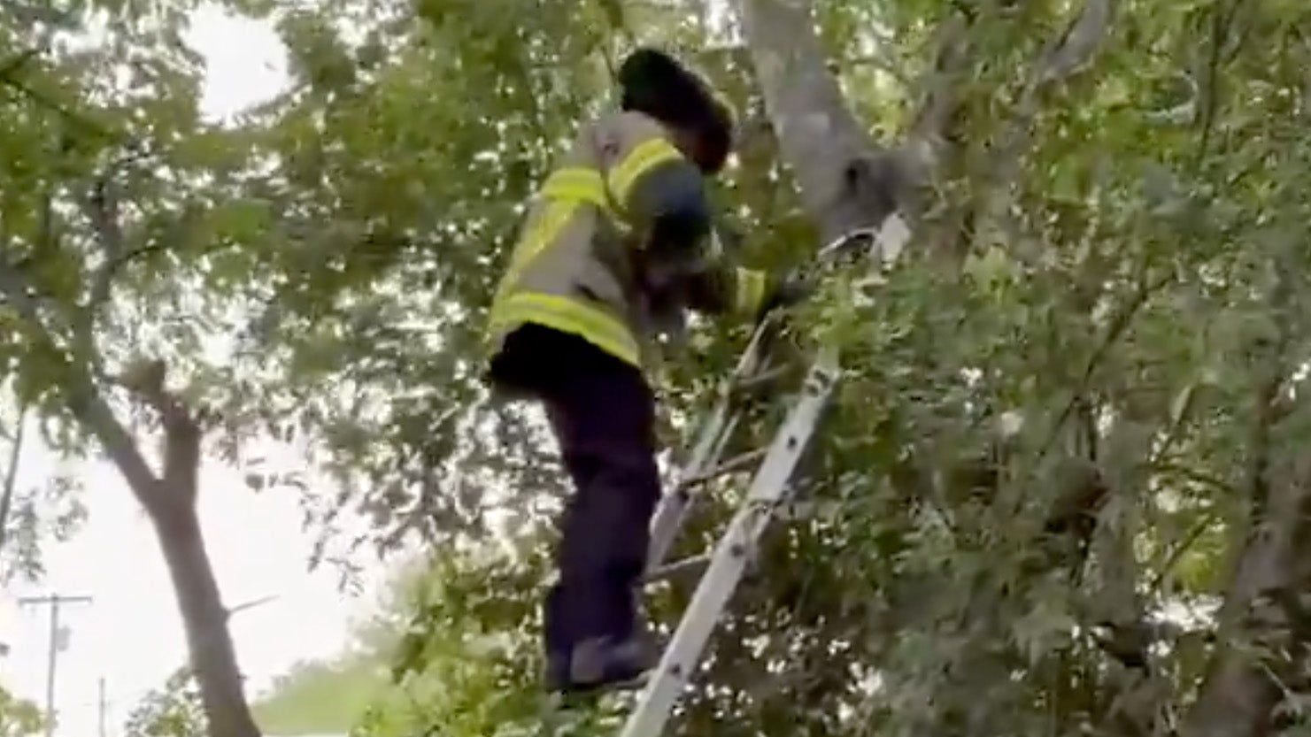 Classic pet chase ends with a happy reunion in Waco, Texas