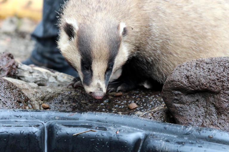 Milton Keynes firm called in after badger sett disrupts school foundations
