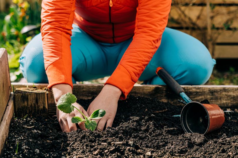 Always add 1 plant in flowerbeds and vegetable patches as gardener says ...
