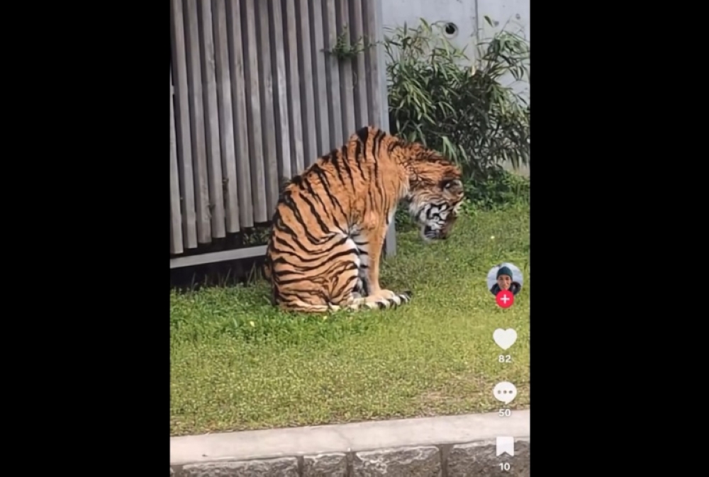 Viral clip of 'emaciated' Malayan tiger in Japan sparks renewed ...