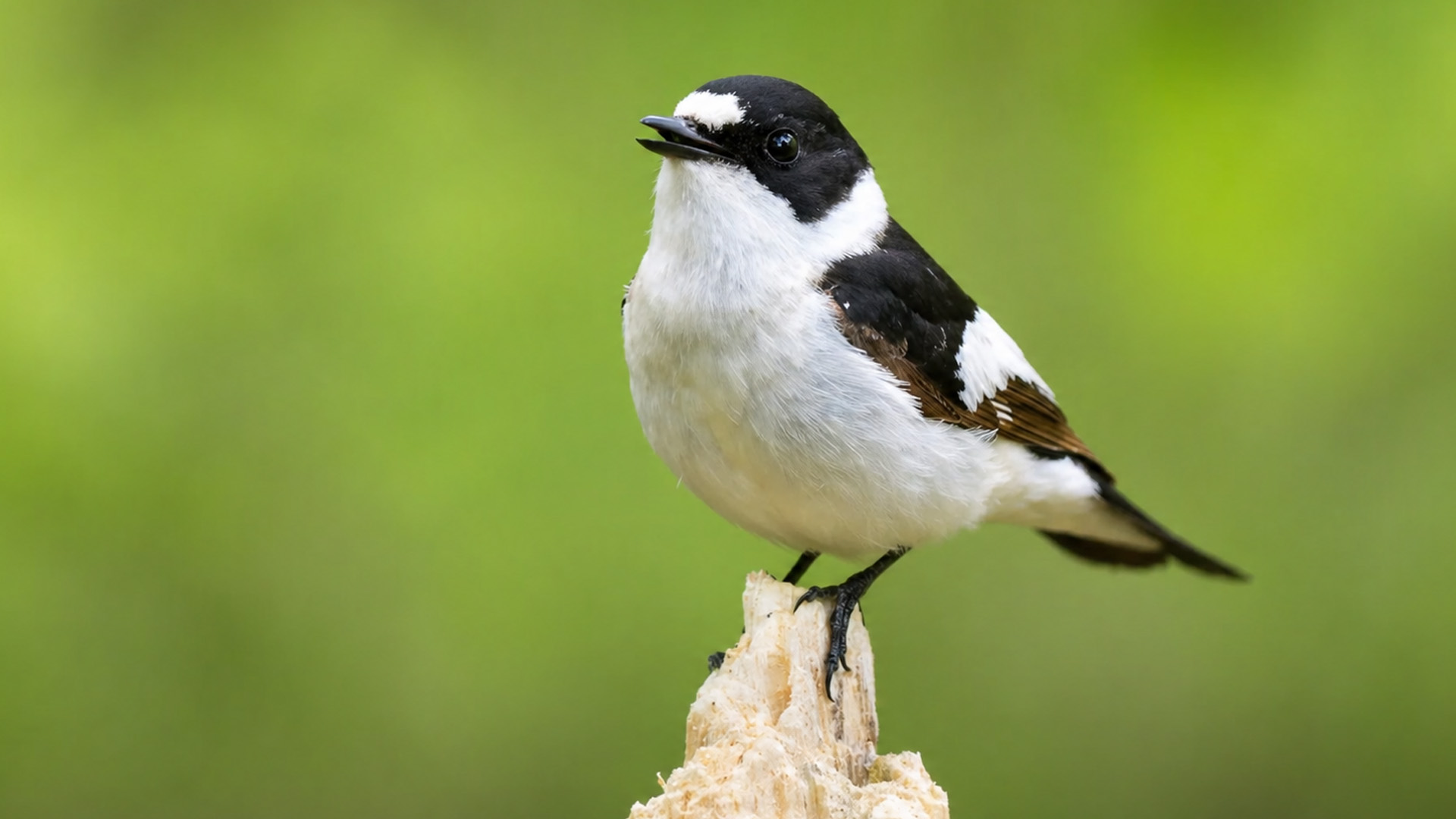 Wat dit kleine vogeltje voor de camera deed
