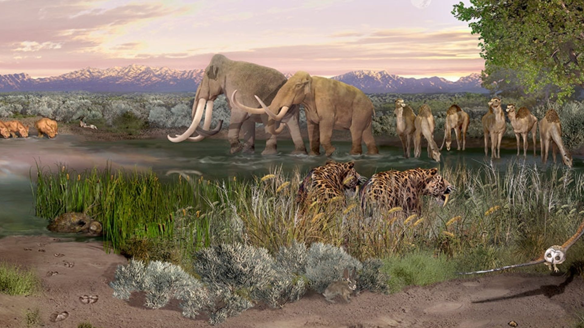 Scientists discover old boxes of bones that may explain the ...
