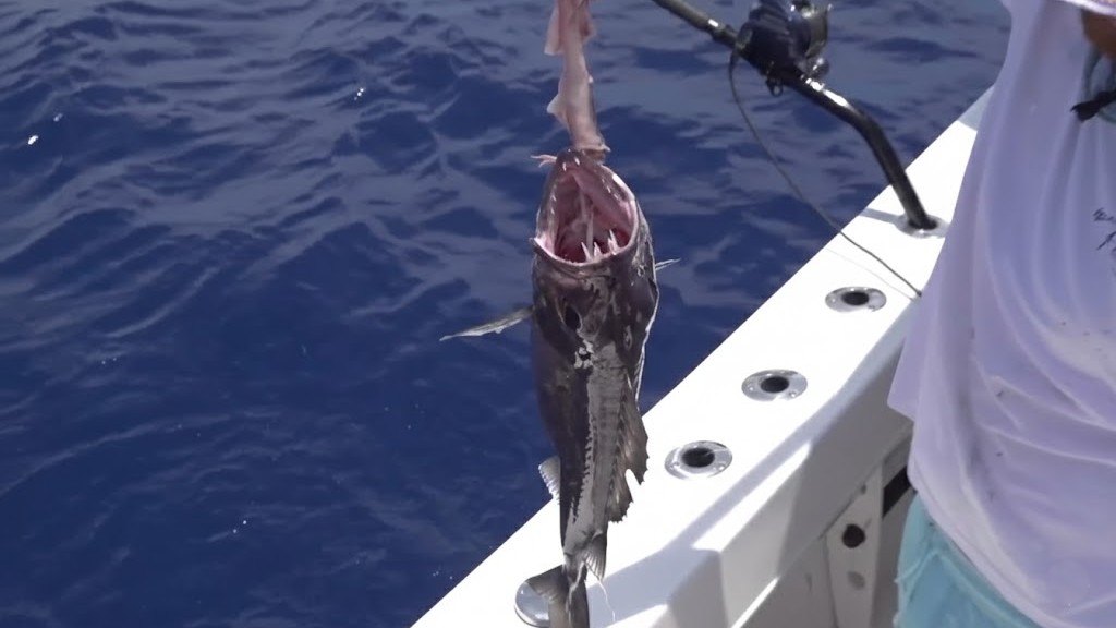 How this violent fish attacked us from 1300 feet down