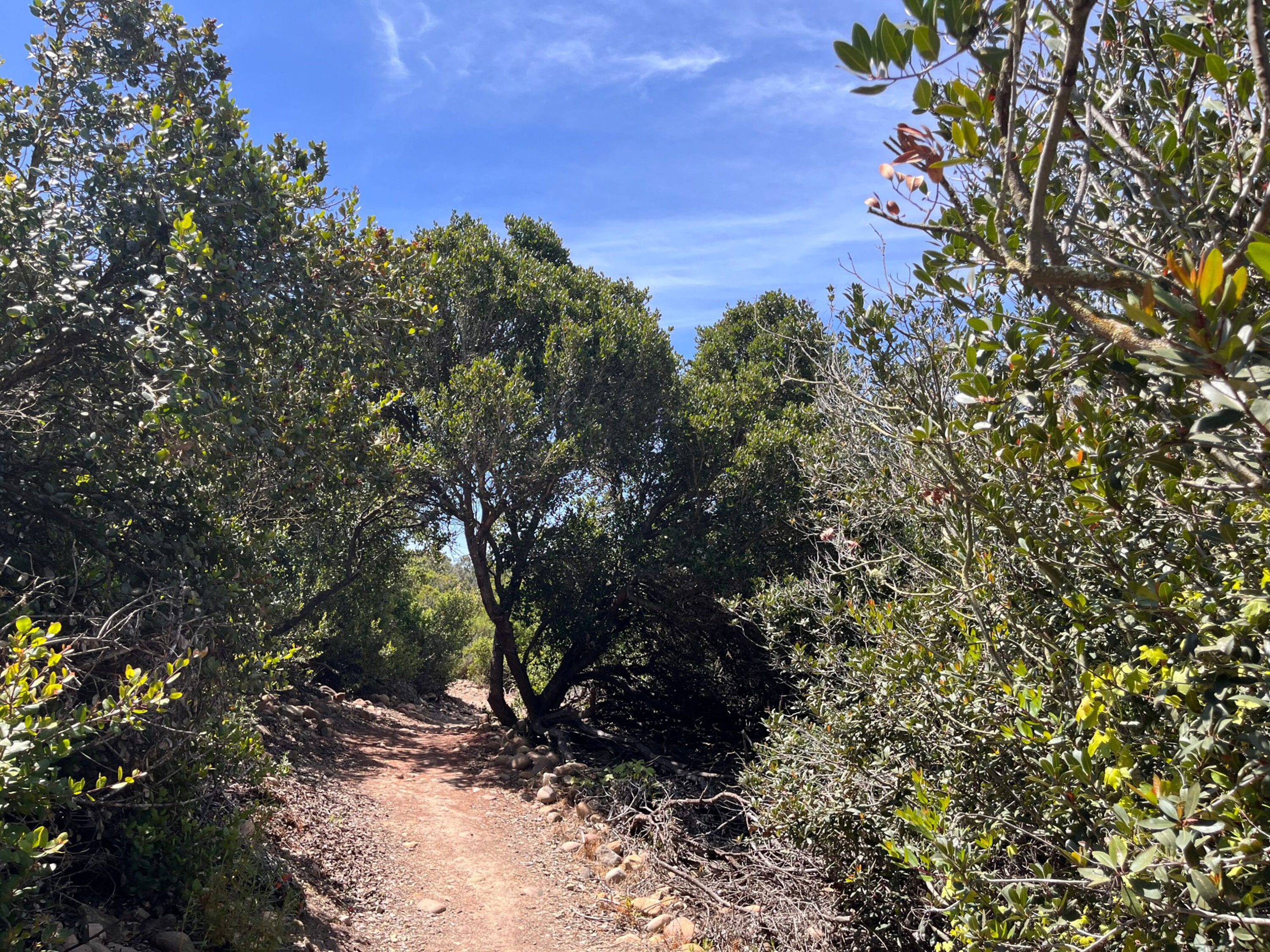 Maura Fox: Travel between Serra Mesa and Mission Valley along San Diego ...