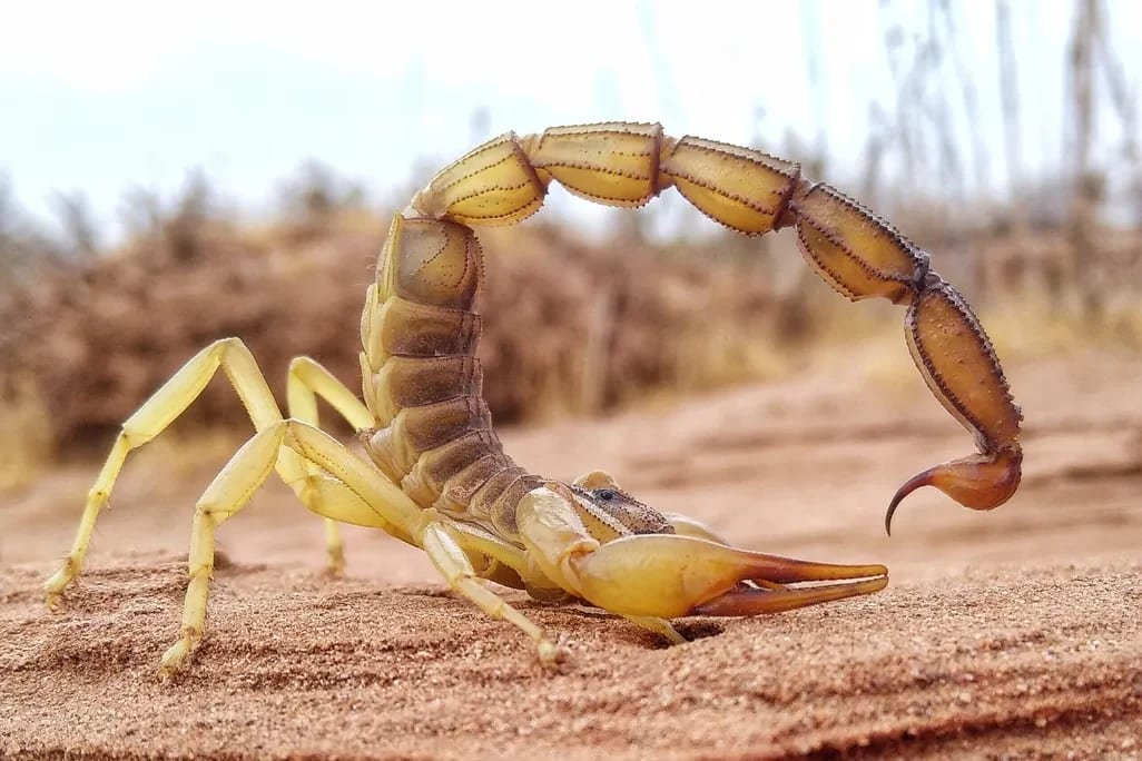 Scorpions load their stings and claws with iron and zinc, boosting ...