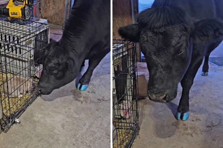 A cow goes sulky after her owner refuses to let her play with a tiny rabbit
