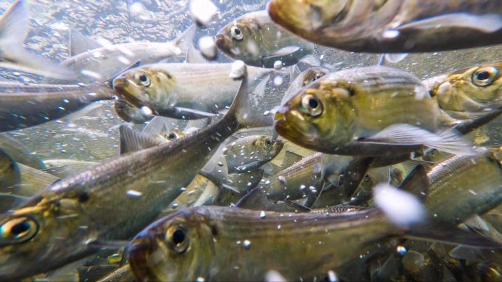 Climate Chronicles: Is the herrings run spring's true starting line?