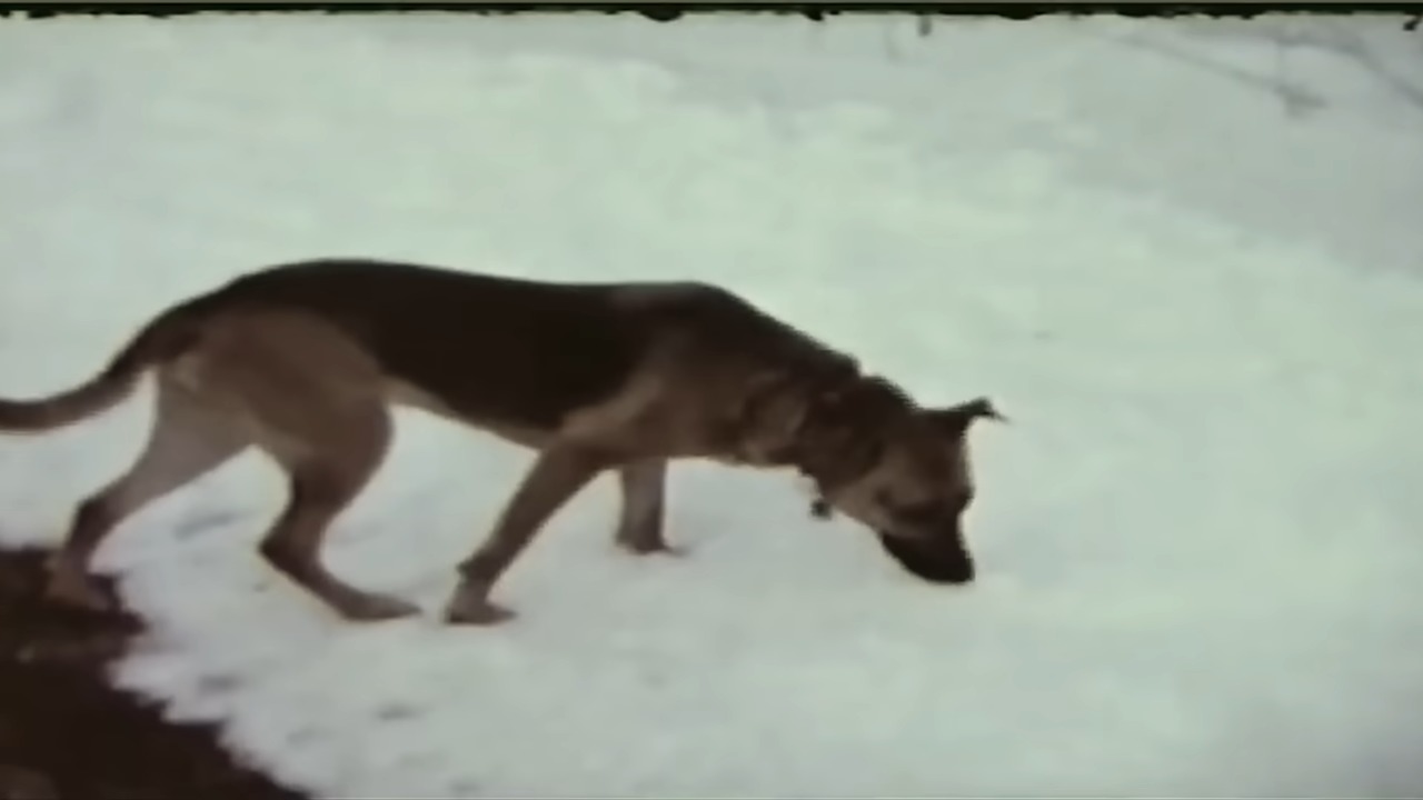 They thought they filmed the Dogman - A lost Michigan tape terrified ...
