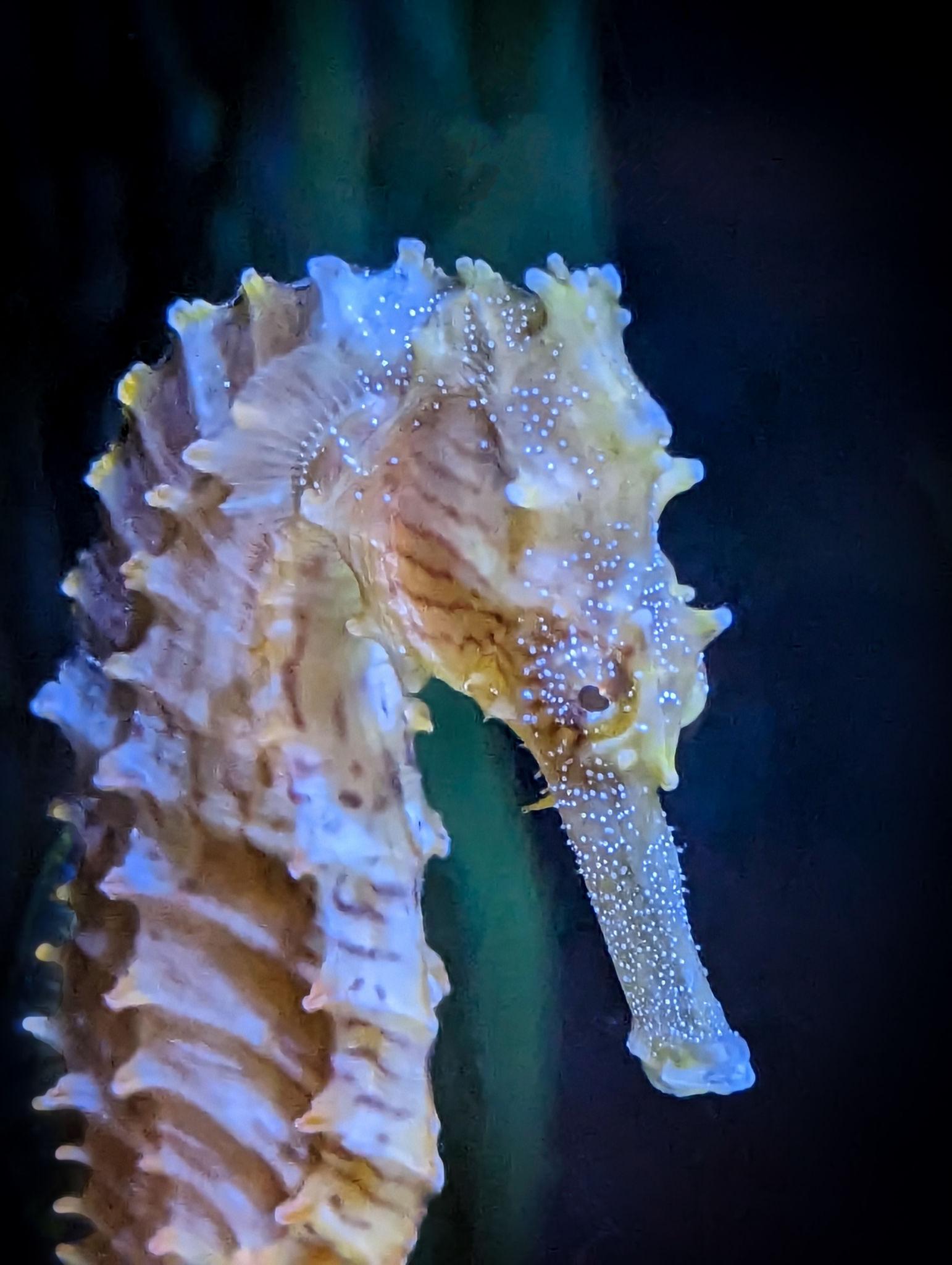 30 land animals that feel like ocean creatures in disguise