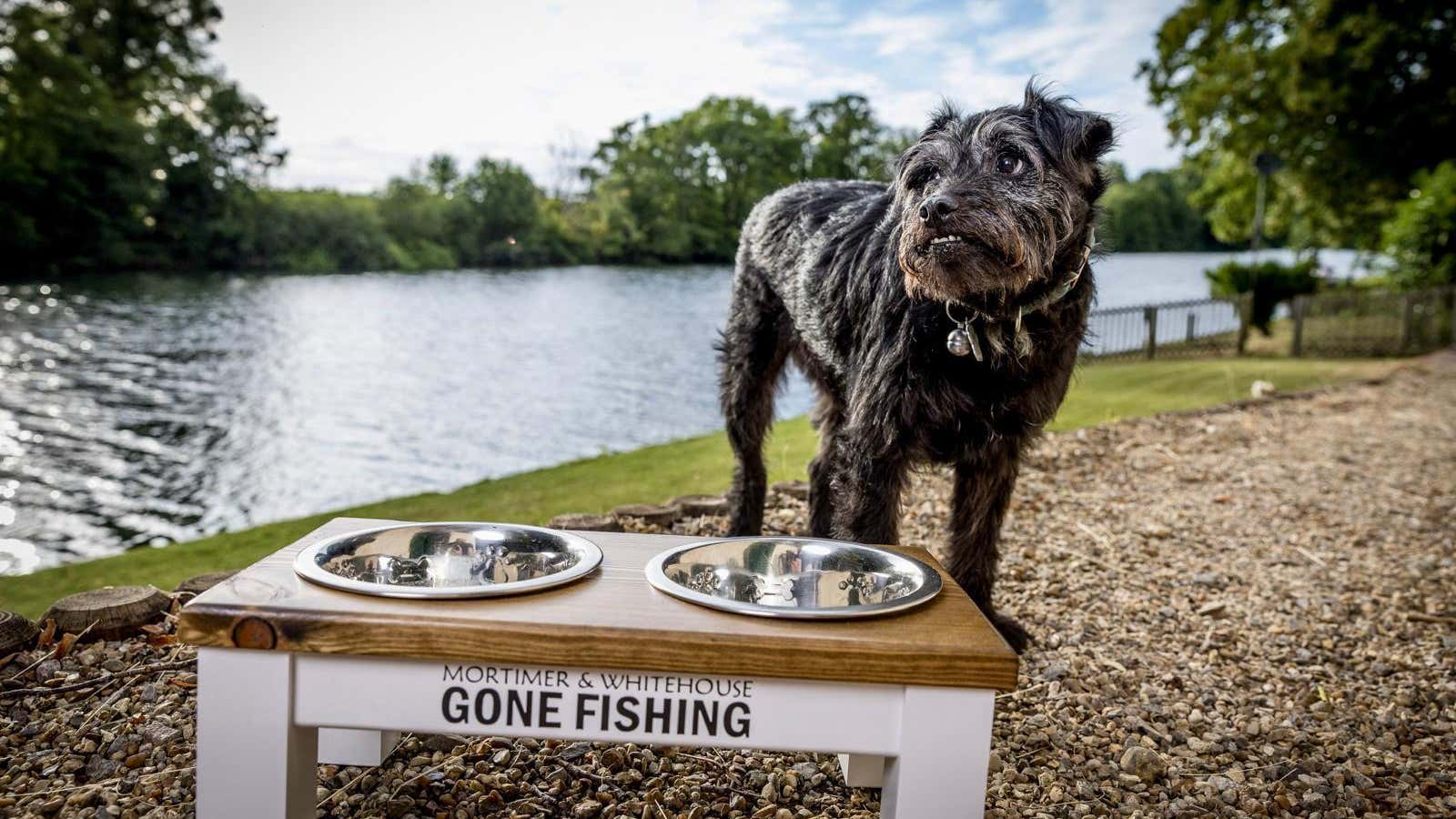 Bob Mortimer 'very, very sad' after death of Gone Fishing dog Ted
