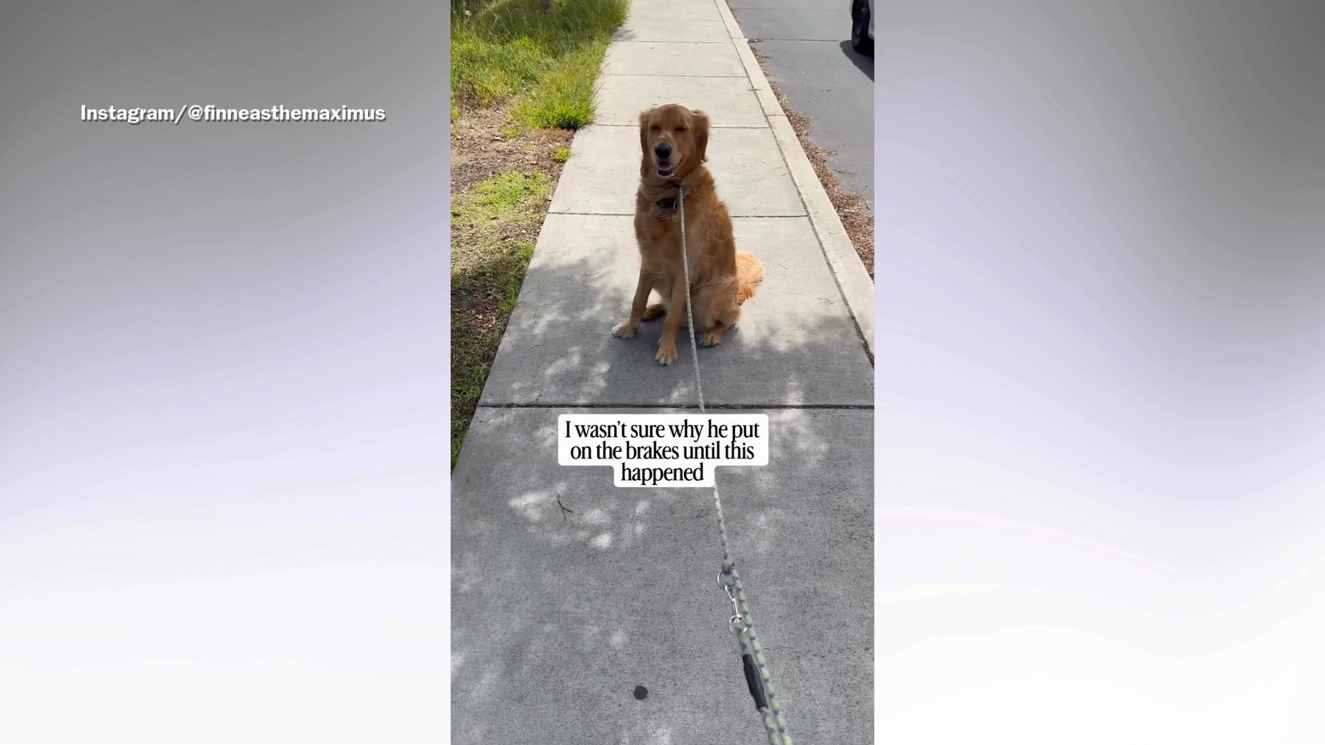 Golden retriever stops abruptly during walk—then owner realizes why