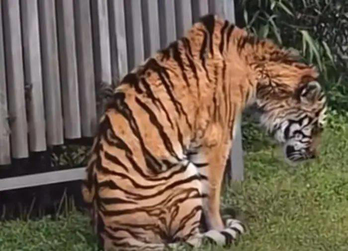 Uproar over video of emaciated tiger at Osaka zoo housing Taiping zoo ...
