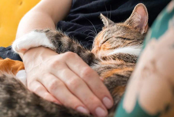 Cat behaviors that reveal how strong your bond really is