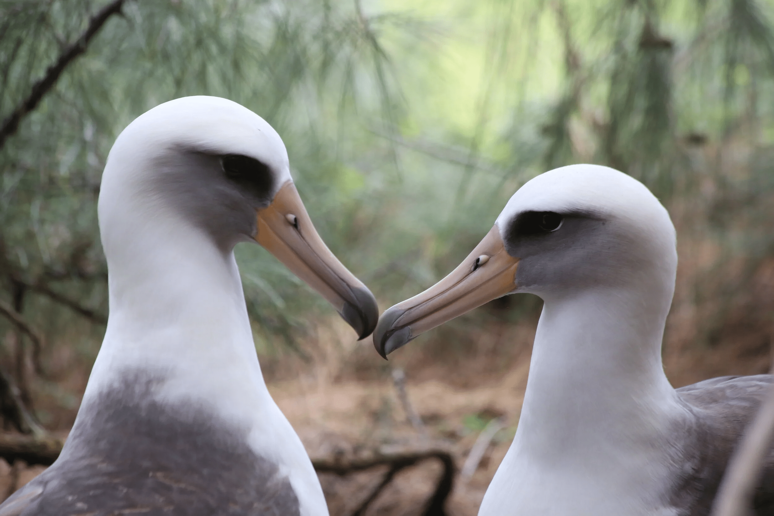 Animals that find the one and never look back