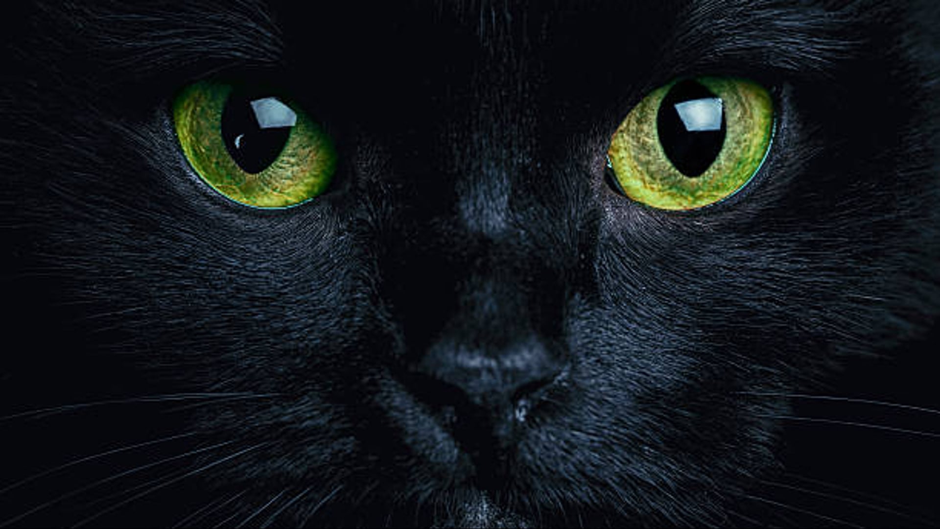 Come vedono i gatti?