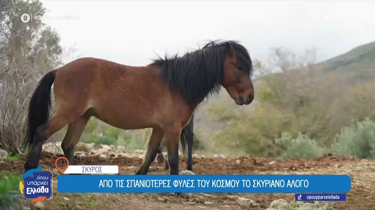Σκυριανό άλογο: Από τις σπανιότερες φυλές του κόσμου