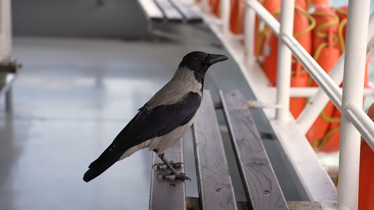 Footage of crow intelligence is making people rethink 'bird brain'