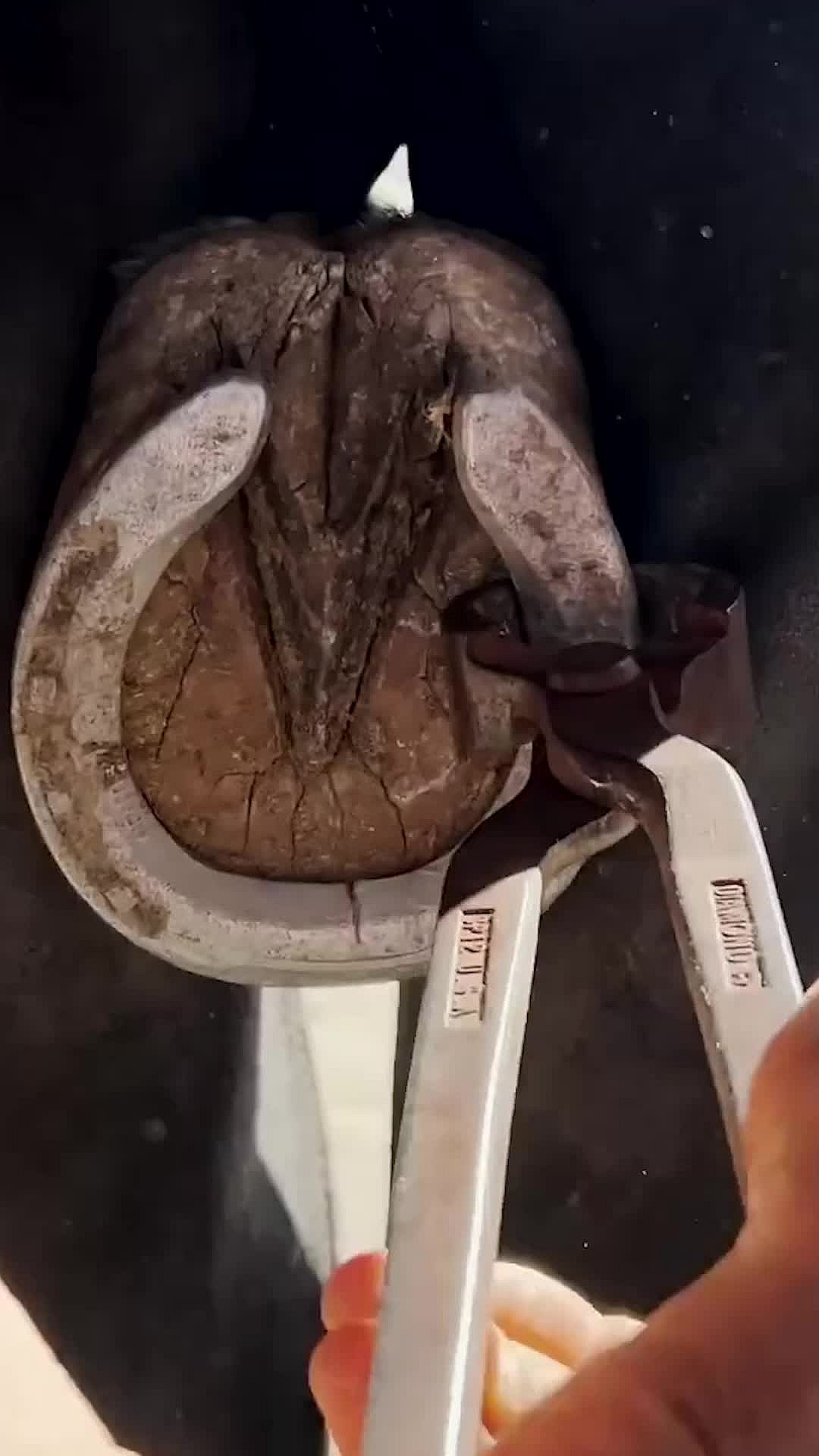 Mastering farriery horse hoof care and restoration