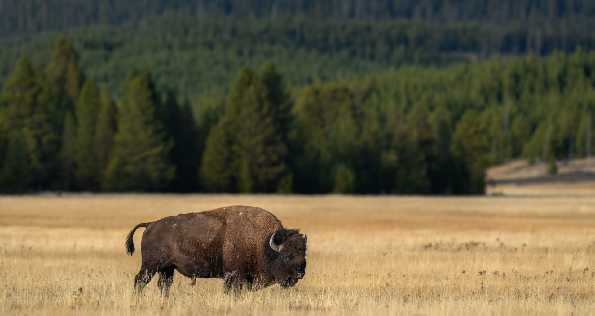 Brilliant facts about the American bison