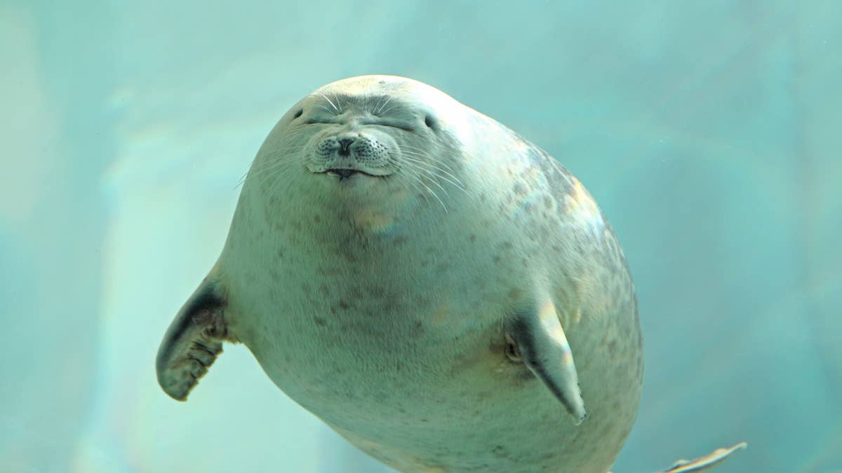 Move Over Alcatraz Chonkers The 2 000 Pound Sea Lion Is San