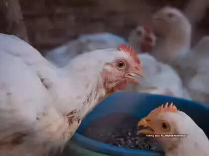 Wedding turns deadly: 140 chickens allegedly die due to DJ noise in UP ...