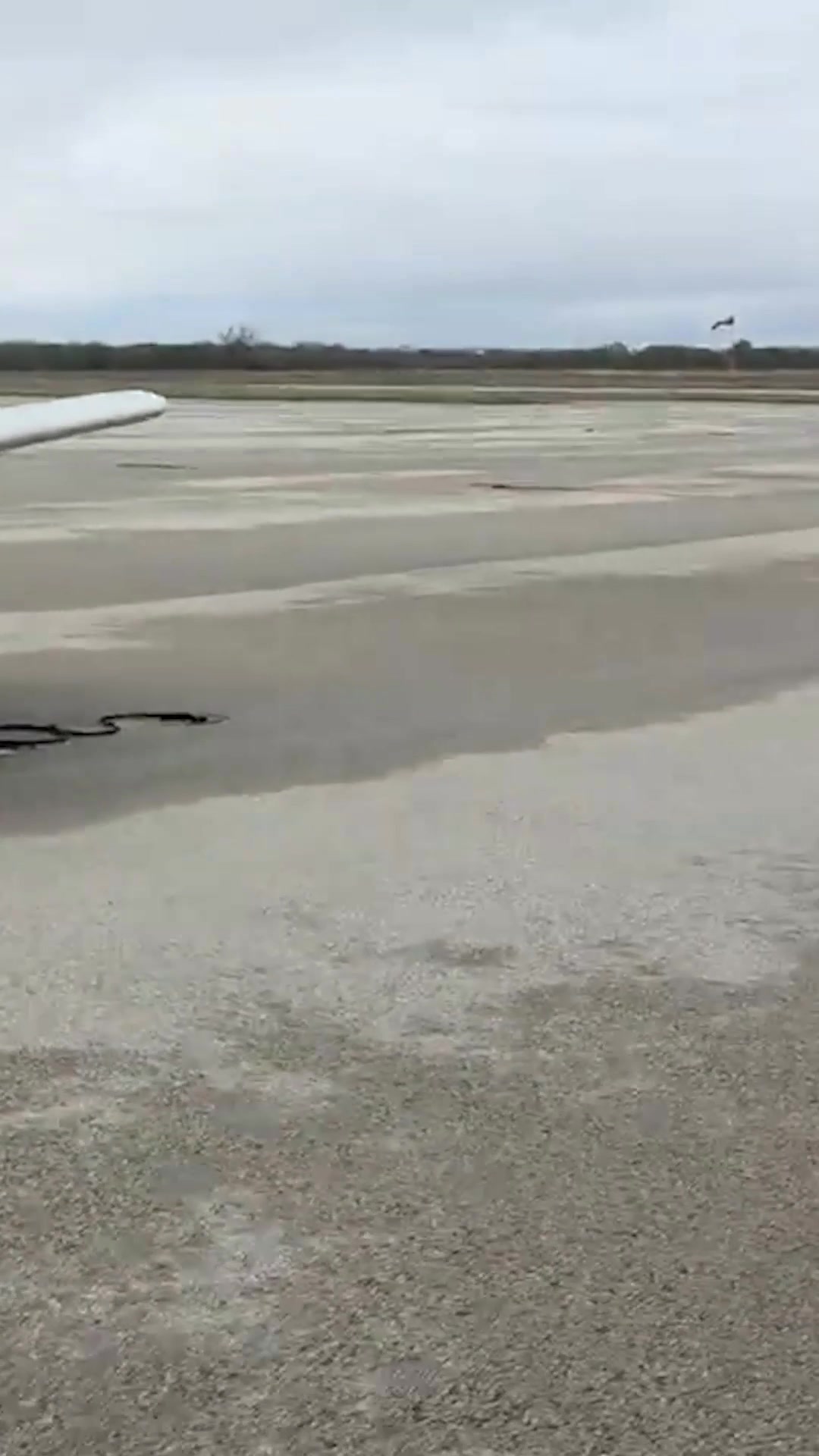 Abandoned plane with active residents