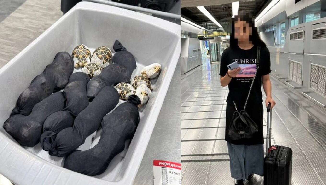 Συνελήφθη 19χρονη για λαθρεμπόριο 30 προστατευόμενων χελωνών στο ...
