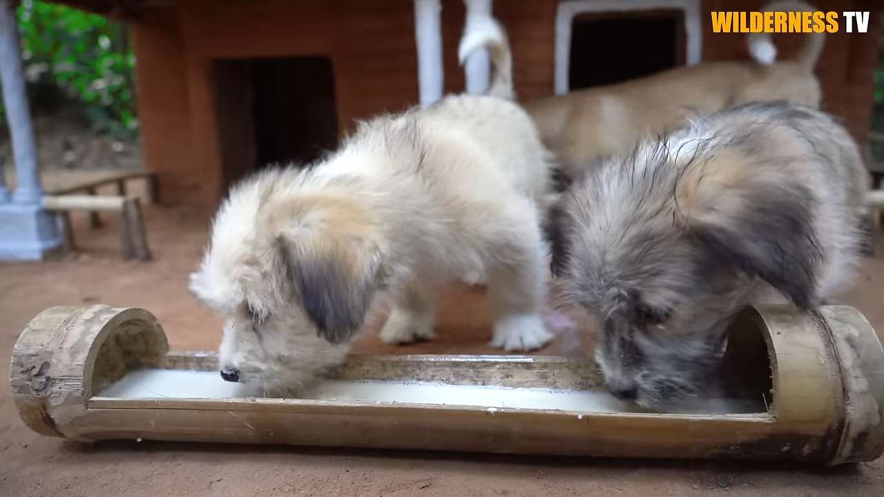 Watch poor rescued puppies finally get a safe warm mud villa home