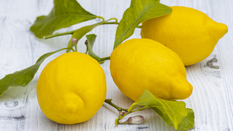 What makes Italy's Amalfi lemons unique