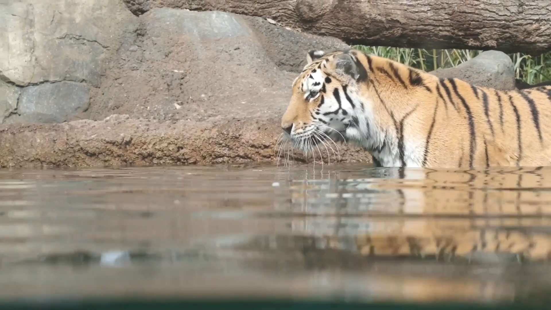 What it takes to clean a tiger pool safely