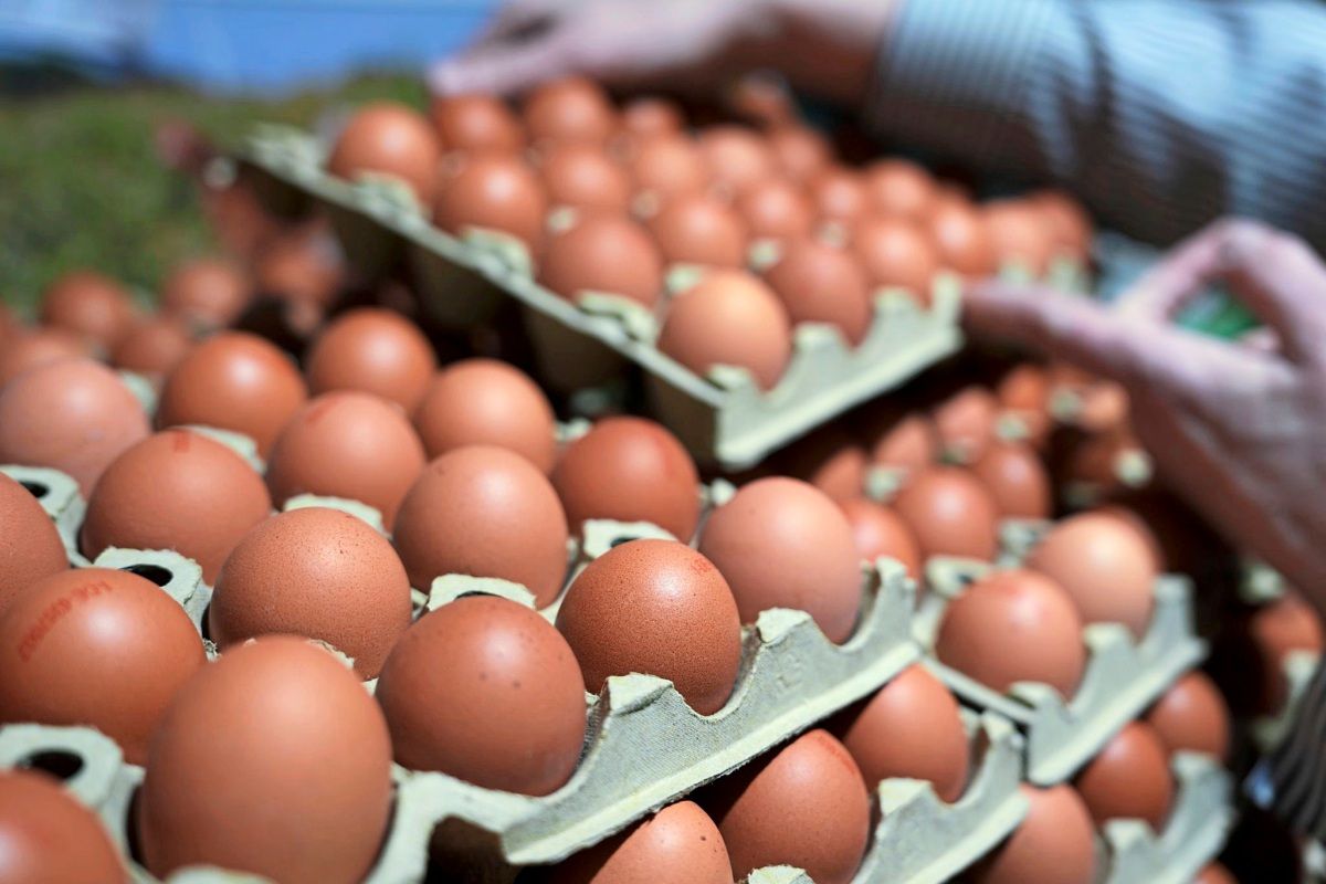 Tabubruch: Geflügelwirtschaft über deutsche Eier bei Spar empört