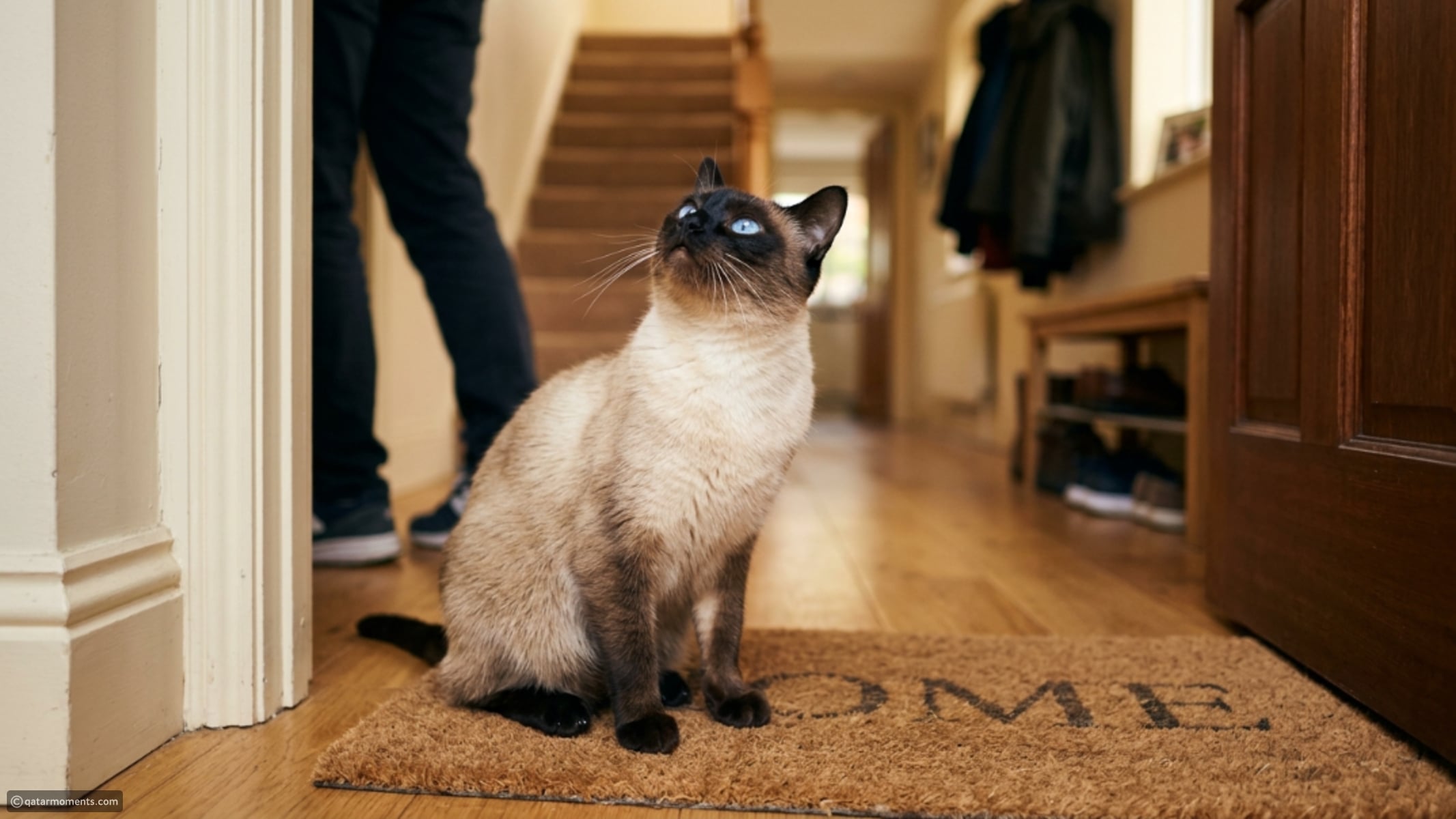 12 most affectionate cat breeds that love human companionship